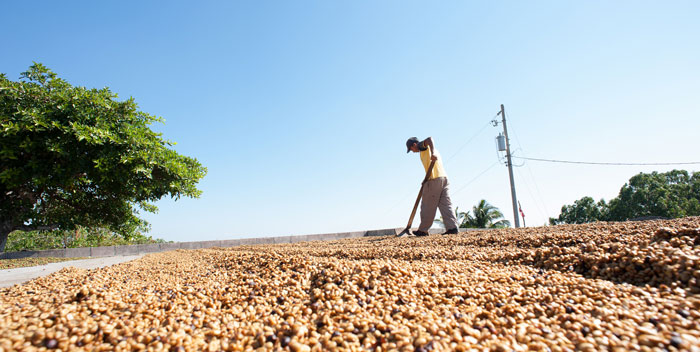 Situs Jual Mesin, Grinder & Alat Kopi | Otten Coffee